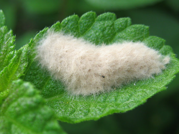 Moth's Egg Sac | Project Noah