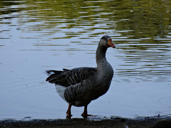 Domestic Greylag Goose | Project Noah
