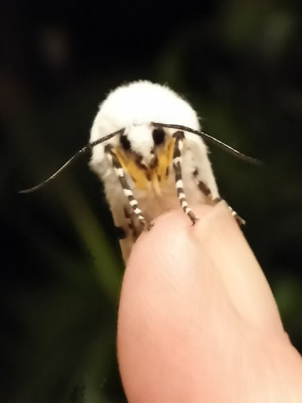 Salt Marsh Tiger Moth | Project Noah