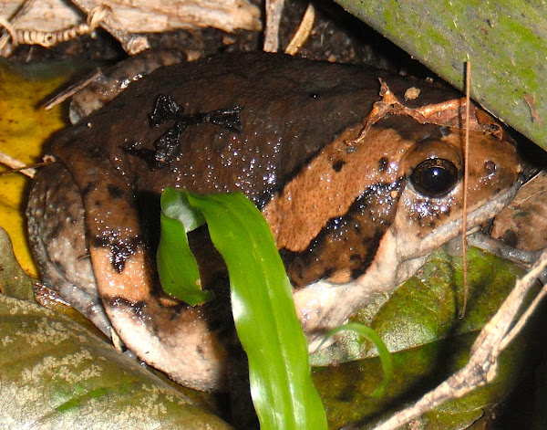 Banded Bullfrog | Project Noah