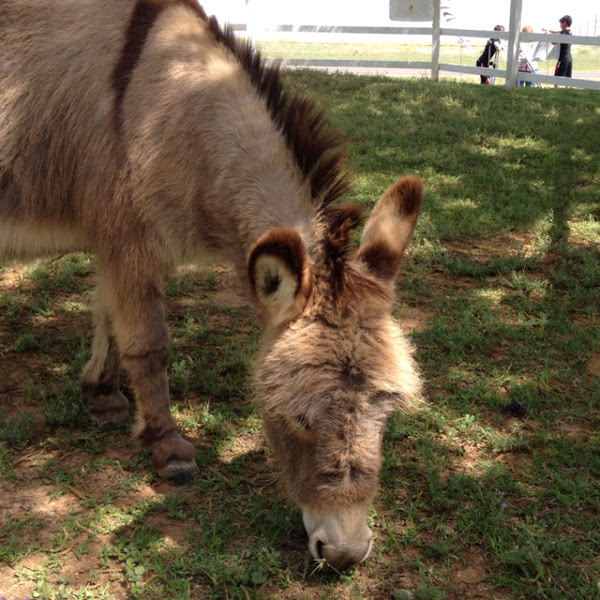 Donkey | Project Noah