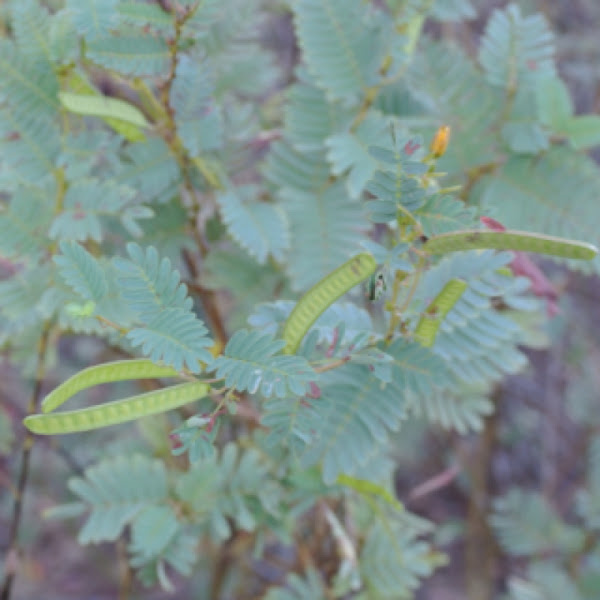 Partridge Pea | Project Noah