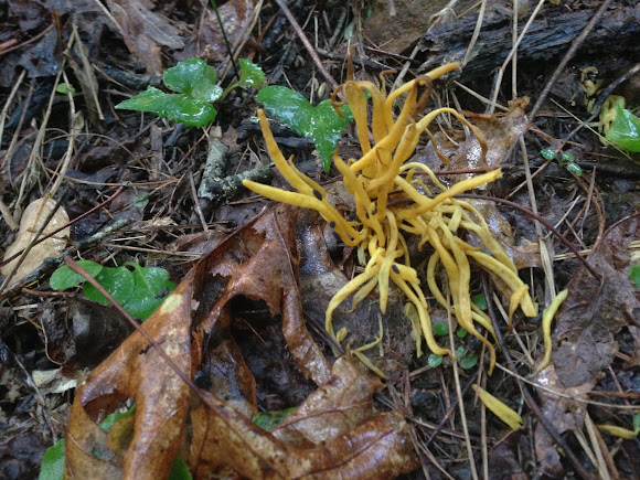 Yellow Club Fungus | Project Noah