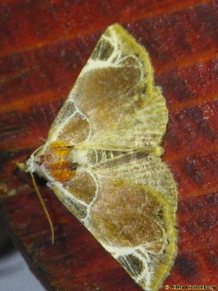 Owl moth | Project Noah