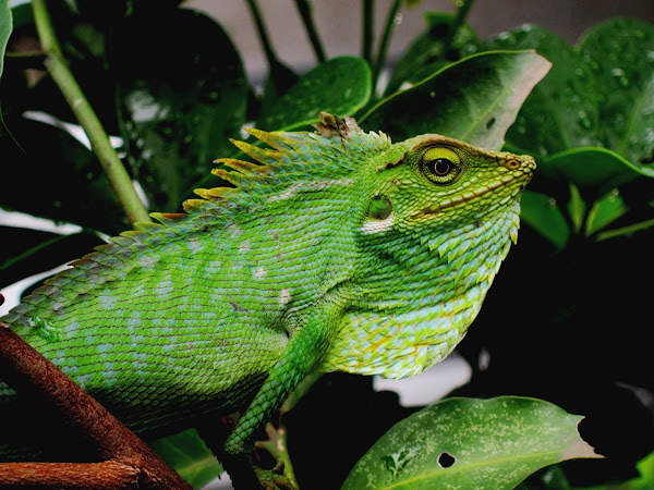 Maned Forest Lizard | Project Noah