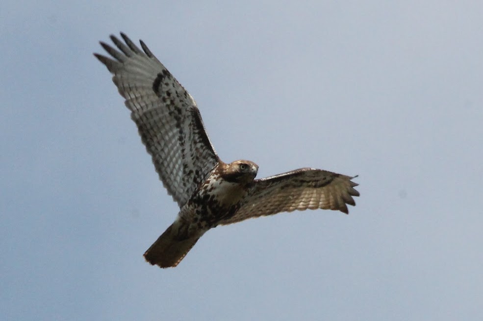juvenile red-tailed hawk | Project Noah