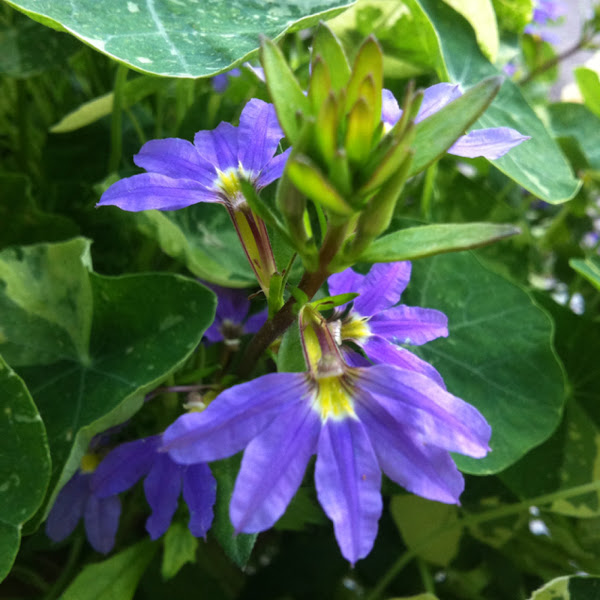 Fairy Fan-flower or Common Fan-flower | Project Noah