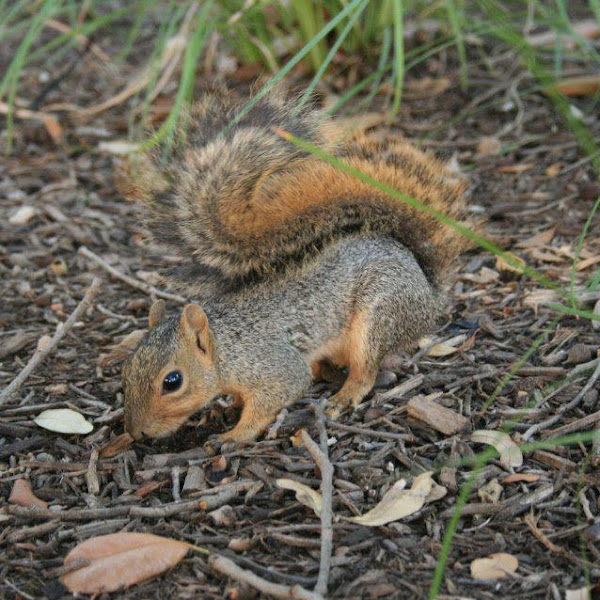 Fox Squirrel | Project Noah