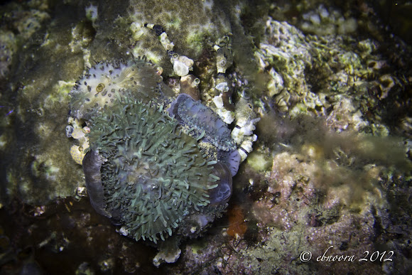 Corallimorph Decorator Crab | Project Noah