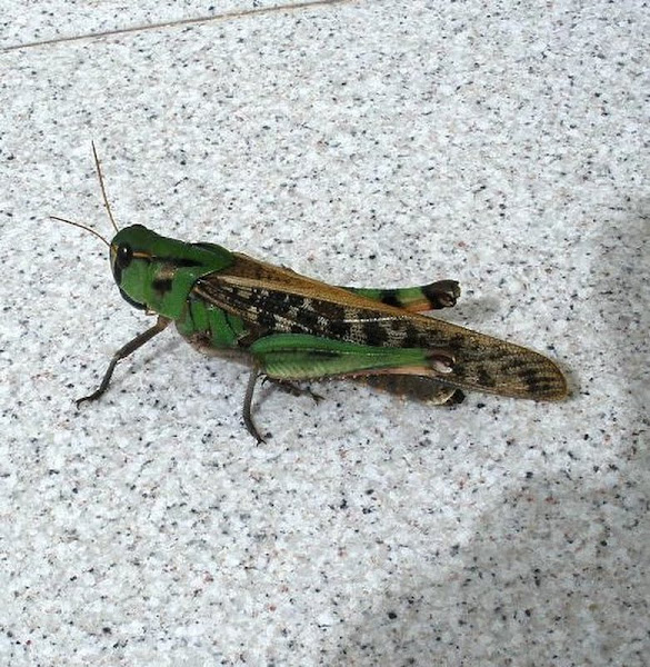 Saltamonte | Project Noah