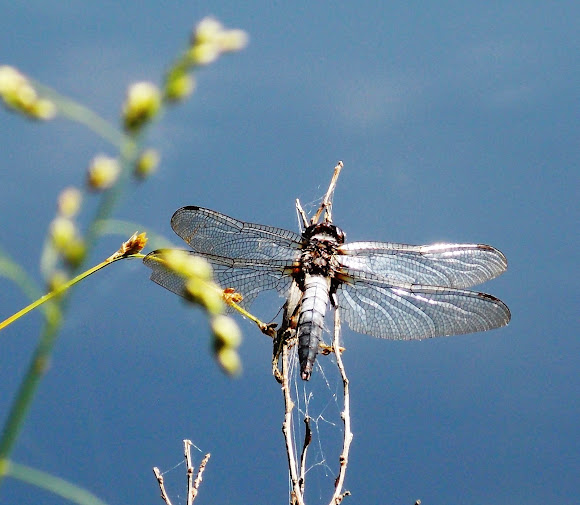 Widow Skimmer Dragonflies | Project Noah