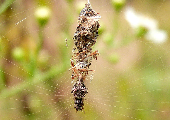 Trash Line Orb Weaver Spider | Project Noah