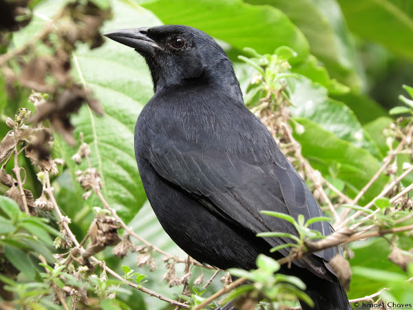 Melodious Blackbird | Project Noah