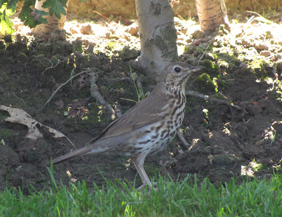 Song Thrush | Project Noah