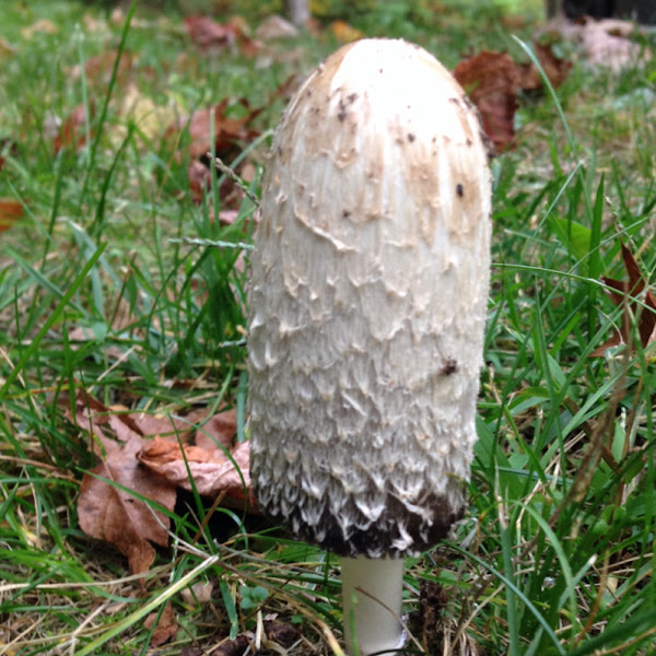 Shaggy ink cap | Project Noah