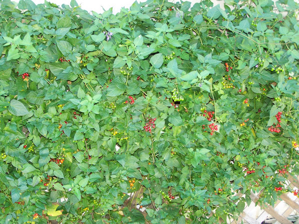 Nightshade | Project Noah