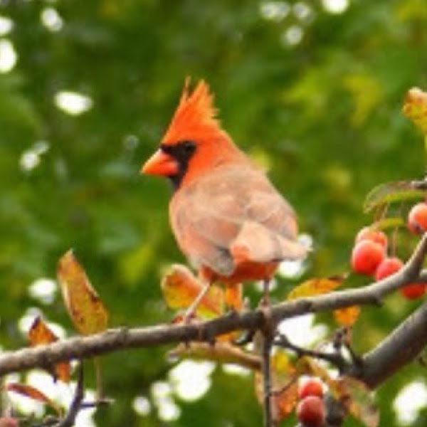 Northern Cardinal | Project Noah