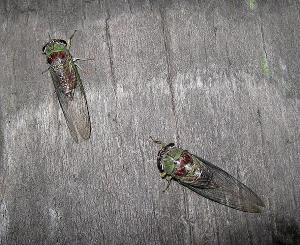 Small cicadas | Project Noah