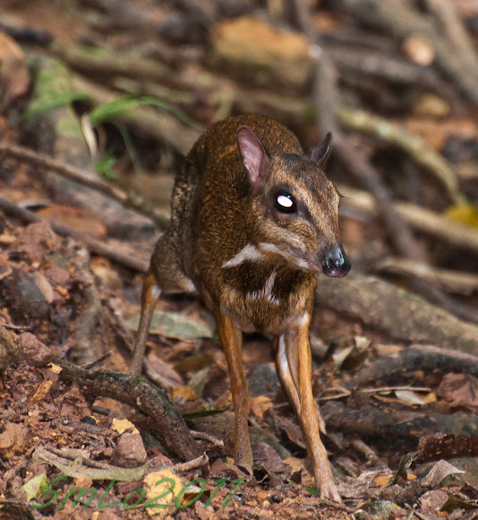 Lesser Mouse Deer | Project Noah