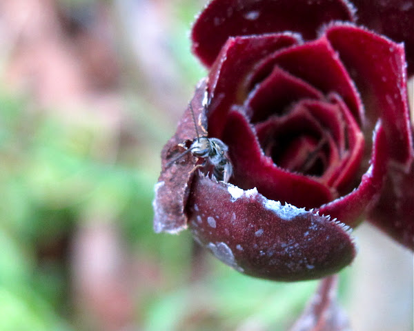 Sweat Bee | Project Noah