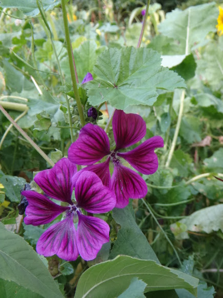 Cheeses, high mallow and tall mallow | Project Noah