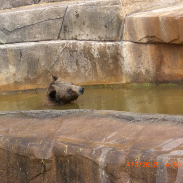 Grizzly bear | Project Noah