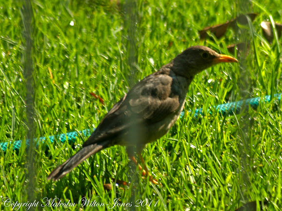 Karoo Thrush | Project Noah