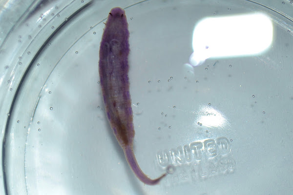 Rat-tailed maggot | Project Noah