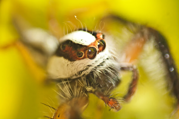 two-striped jumping spider | Project Noah