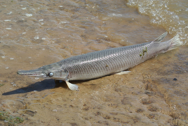 Alligator gar (deceased) | Project Noah