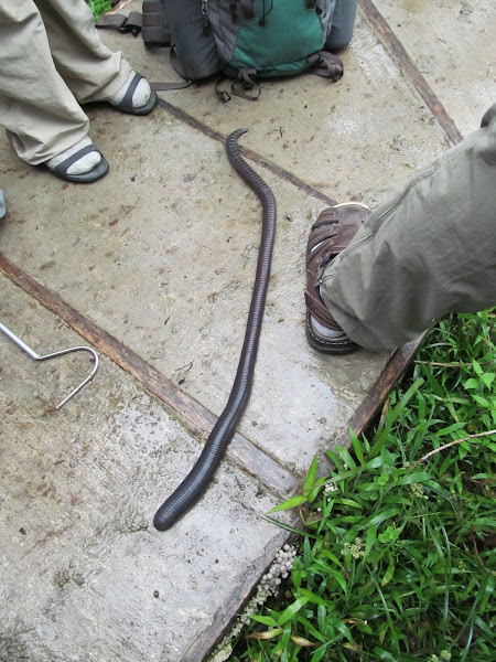 Giant Earthworm (Unknown Species) | Project Noah