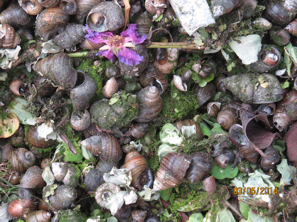 Freshwater Snail | Project Noah