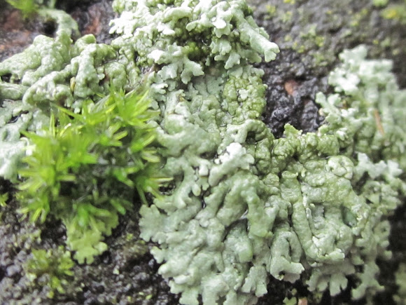 lichen | Project Noah