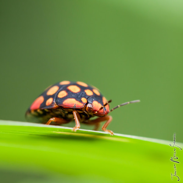 Shield-backed bug | Project Noah