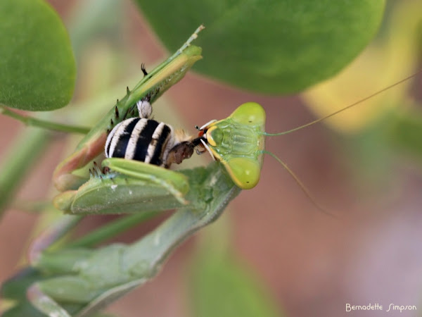 Mantis with Prey (bee) | Project Noah