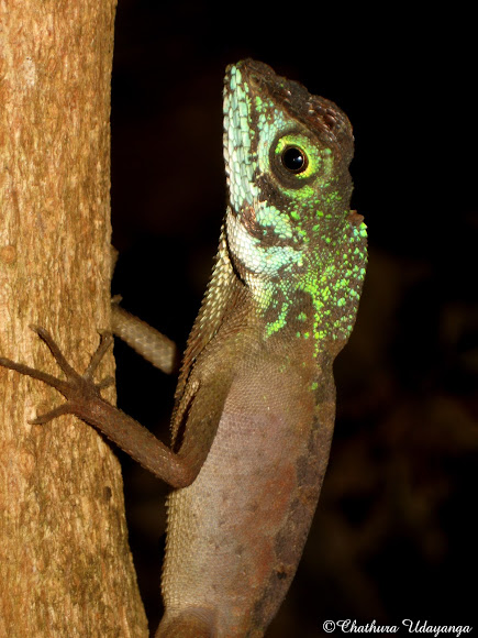 Kangaroo lizard | Project Noah