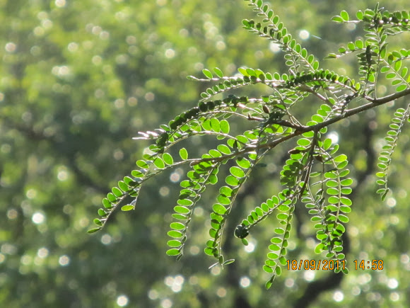 Pelú, Pilo or Pilo-Pilo | Project Noah