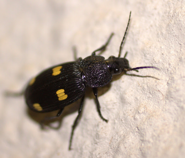 Yellow-spotted Ground Beetle | Project Noah