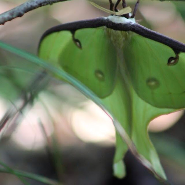 Luna Moth | Project Noah