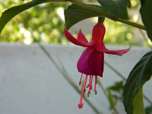 Chilco/Fucsia | Project Noah