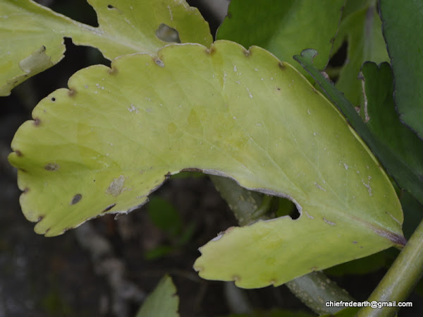 Air Plant, Life Plant, Miracle Leaf, Patharkuchi Pata, Goethe Plant ...