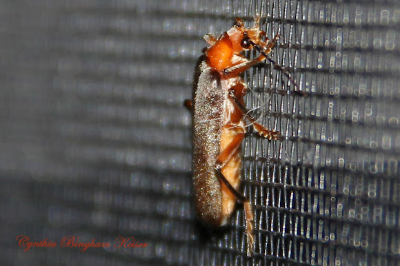 Brown Leatherwing Beetle | Project Noah