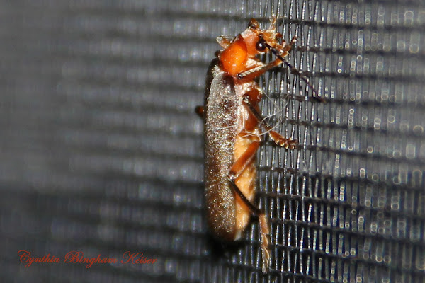 Brown Leatherwing Beetle | Project Noah