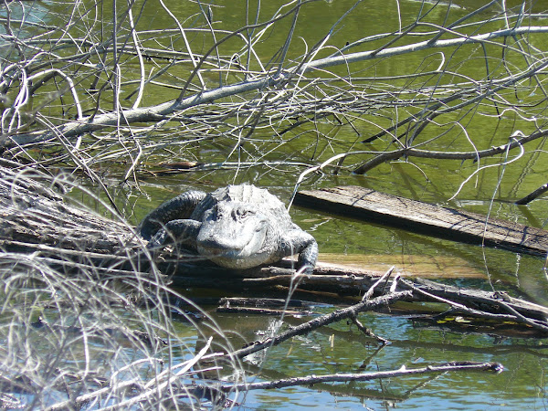 American alligator | Project Noah