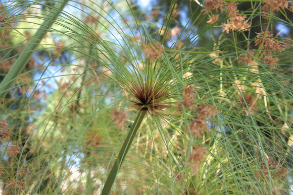Papyrus plant (Cyperus papyrus) | Project Noah