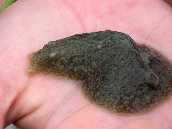 Vaquita | Project Noah