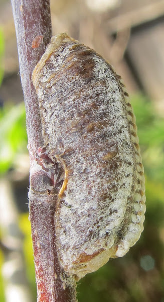 Mantid Ootheca | Project Noah