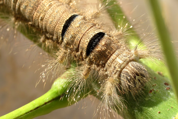 Lappet Moth Caterpillar | Project Noah