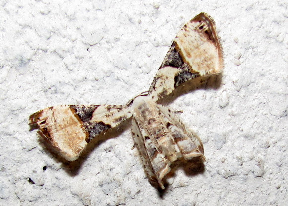 Uranidae | Project Noah