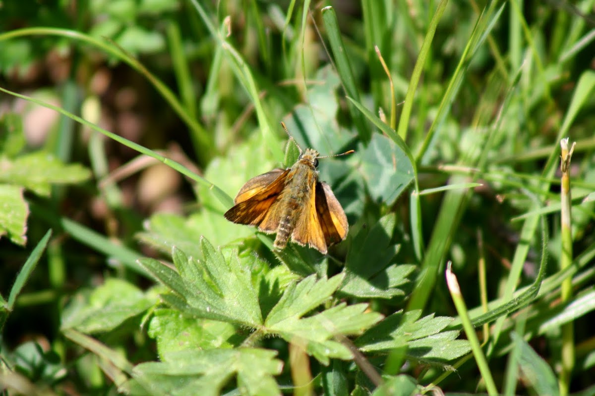 Large Skipper Butterfly | Project Noah